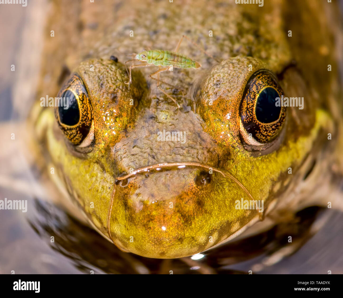 Frogs and insects hi-res stock photography and images - Alamy