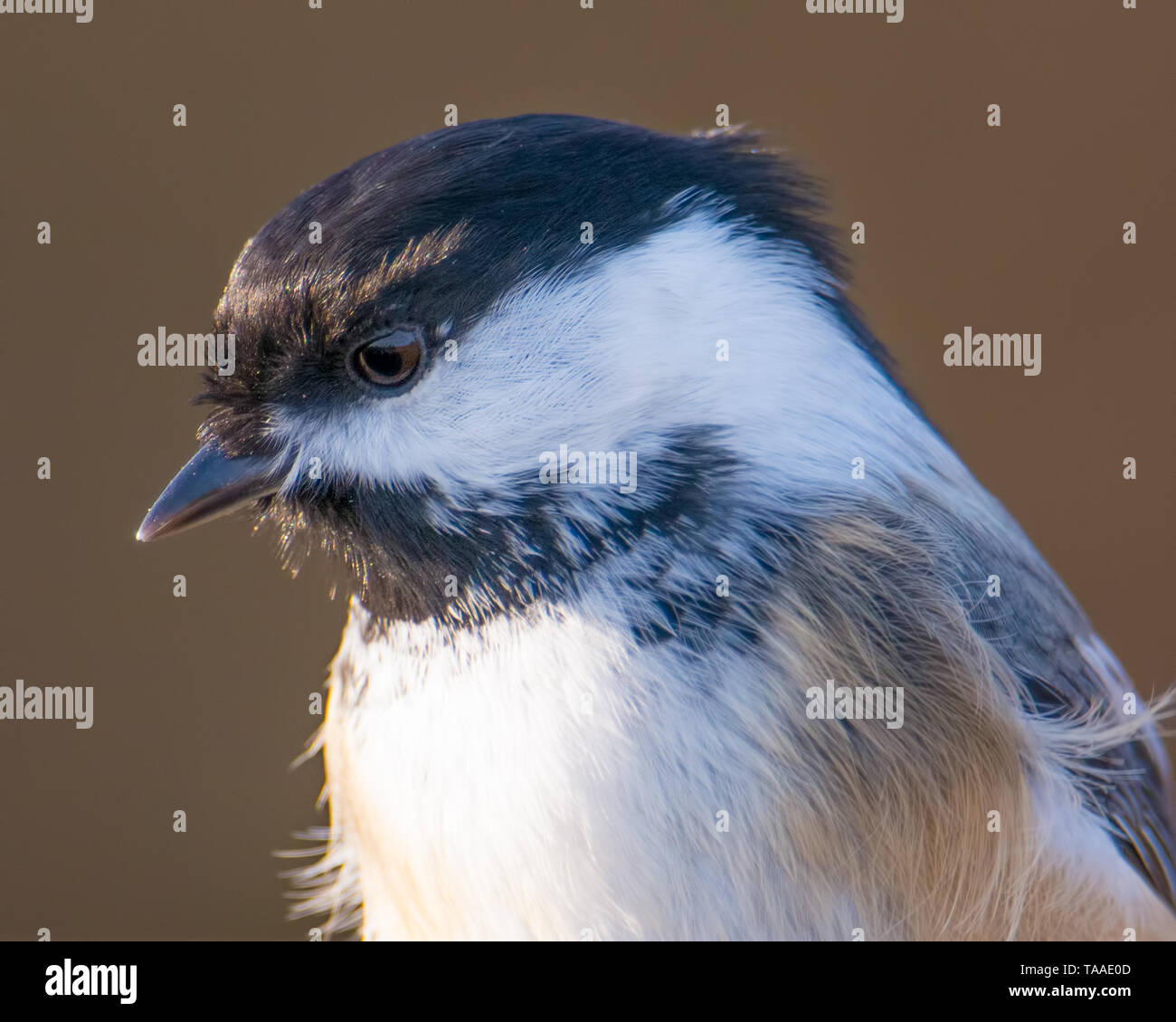 Hawk ridge observatory hi-res stock photography and images - Alamy