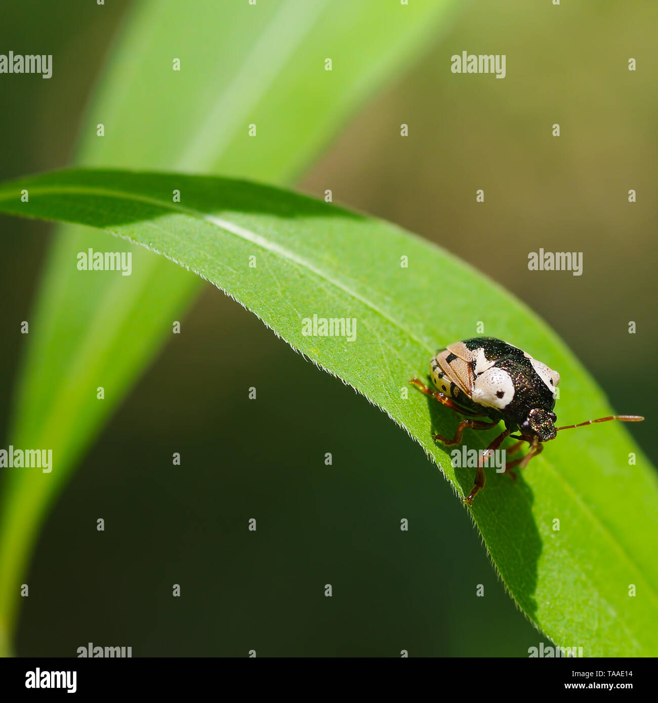 Anchor stink bug walking on a plant leaf - in Governor Knowles State ...