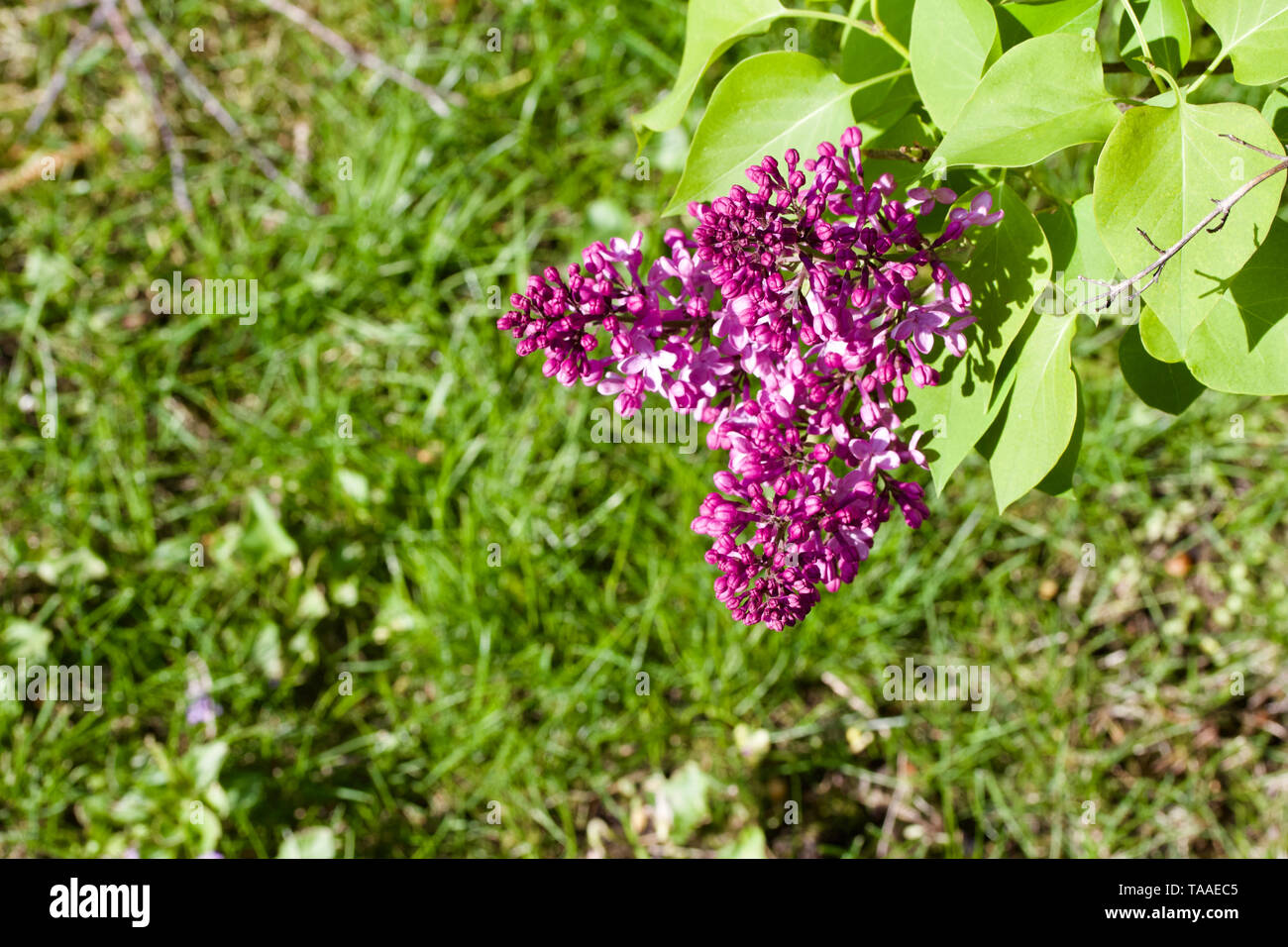 Close up view of beautiful rose color lilac blossoms in full bloom ...