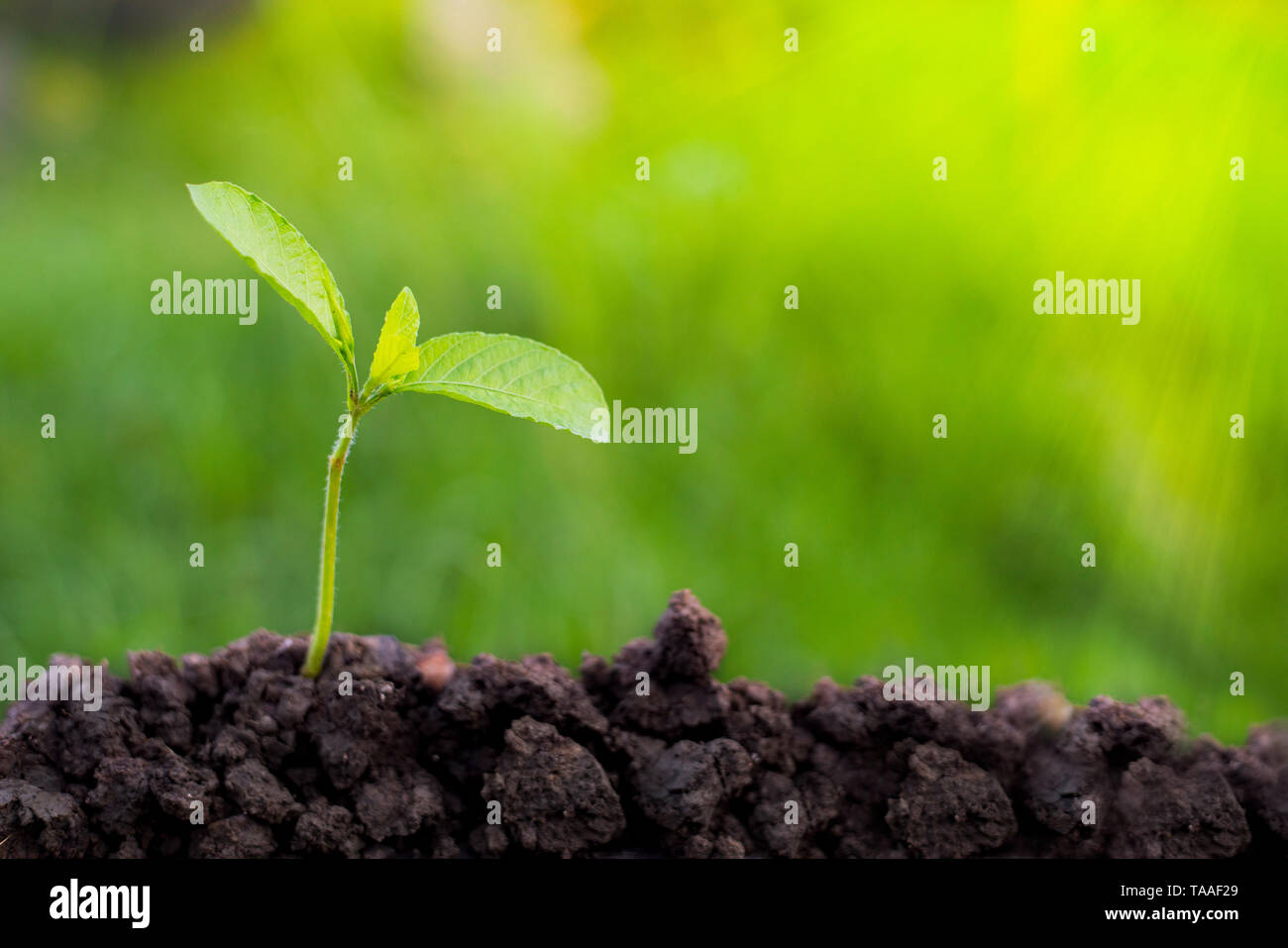 Green Tree Planting World Green Stock Photo - Alamy