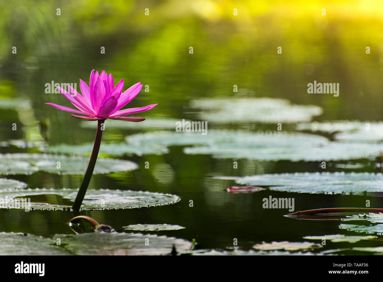 A beautiful pink lotus flower or lotus flower in the pool Stock Photo ...