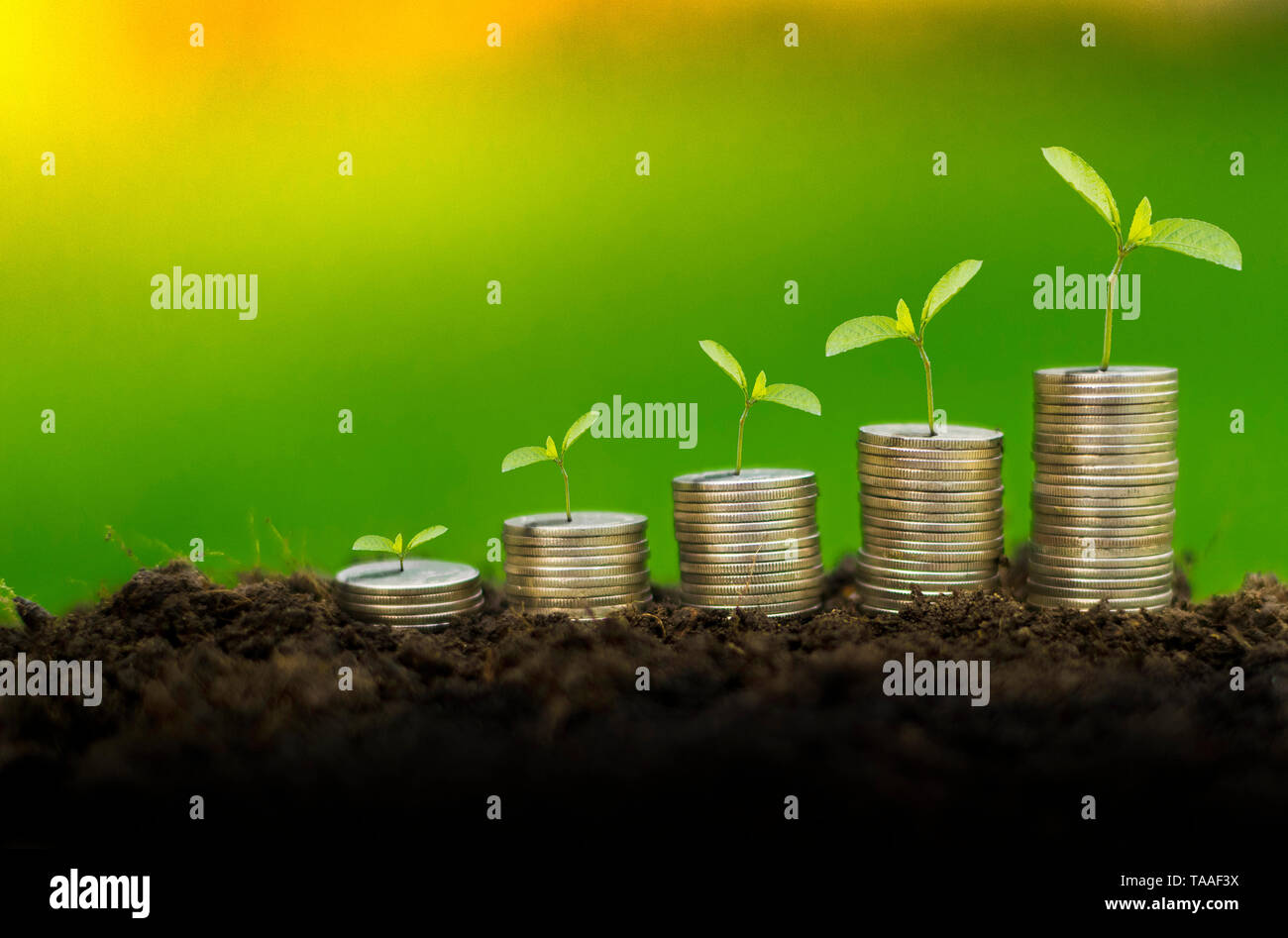 The money or the growth of the seed money as the growth of seedlings ...