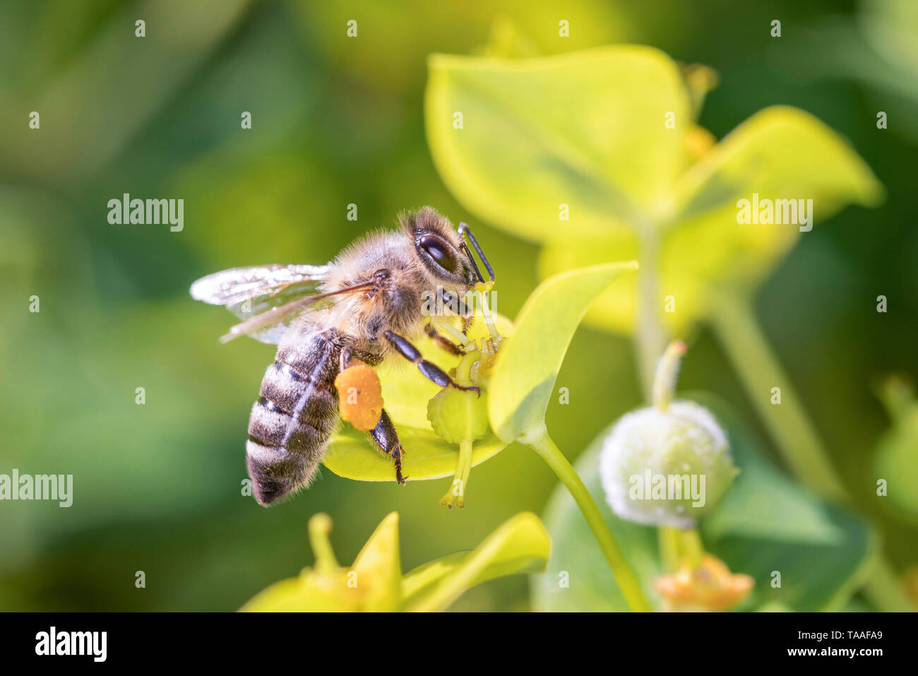 Bee pollinating steppes spurge - Euphorbia seguieriana Stock Photo - Alamy
