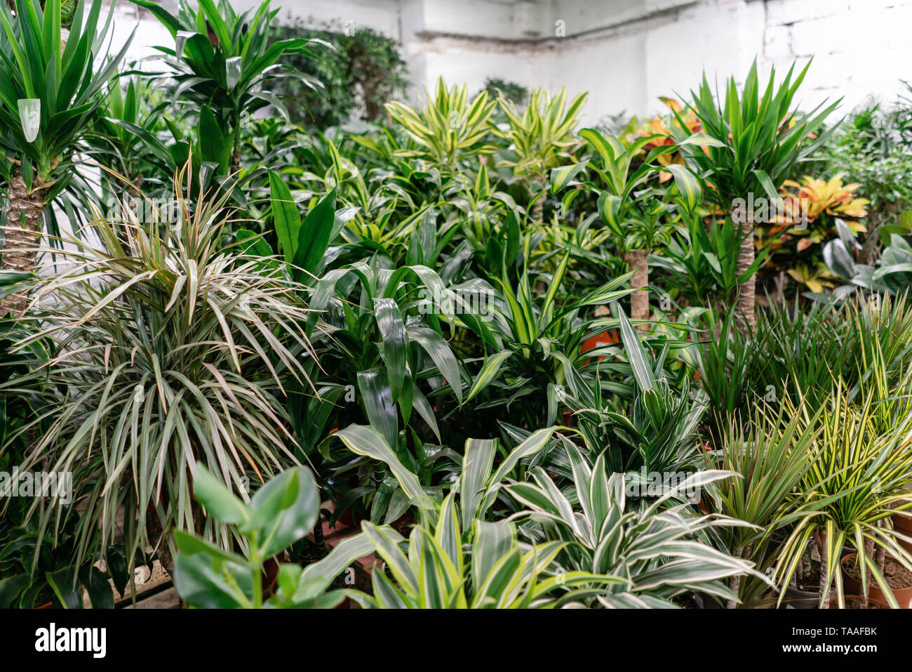 Many different high plants in flower pots in flowers store. Garden ...