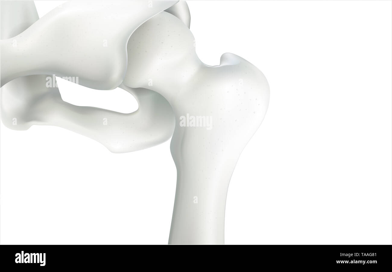 Thigh bone and human sphincter. On a white background - 3D rendering ...