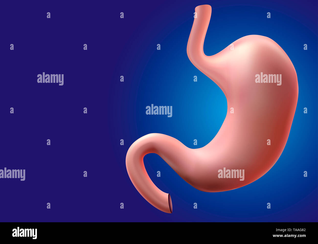 Human healthy stomach. Internal digestion organ. design background ...