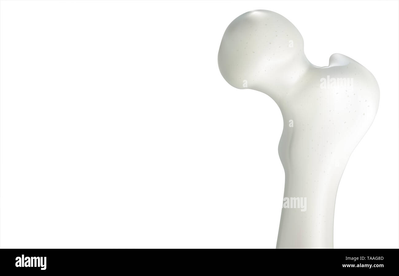 Thigh bone and human sphincter. On a white background - 3D rendering ...