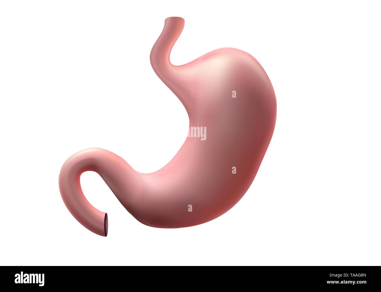 Human healthy stomach. Internal digestion organ. design background ...