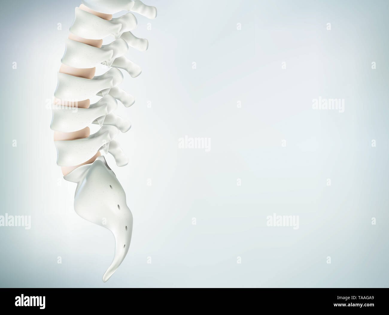The human spine image is realistic. Shows the medical accuracy of human ...