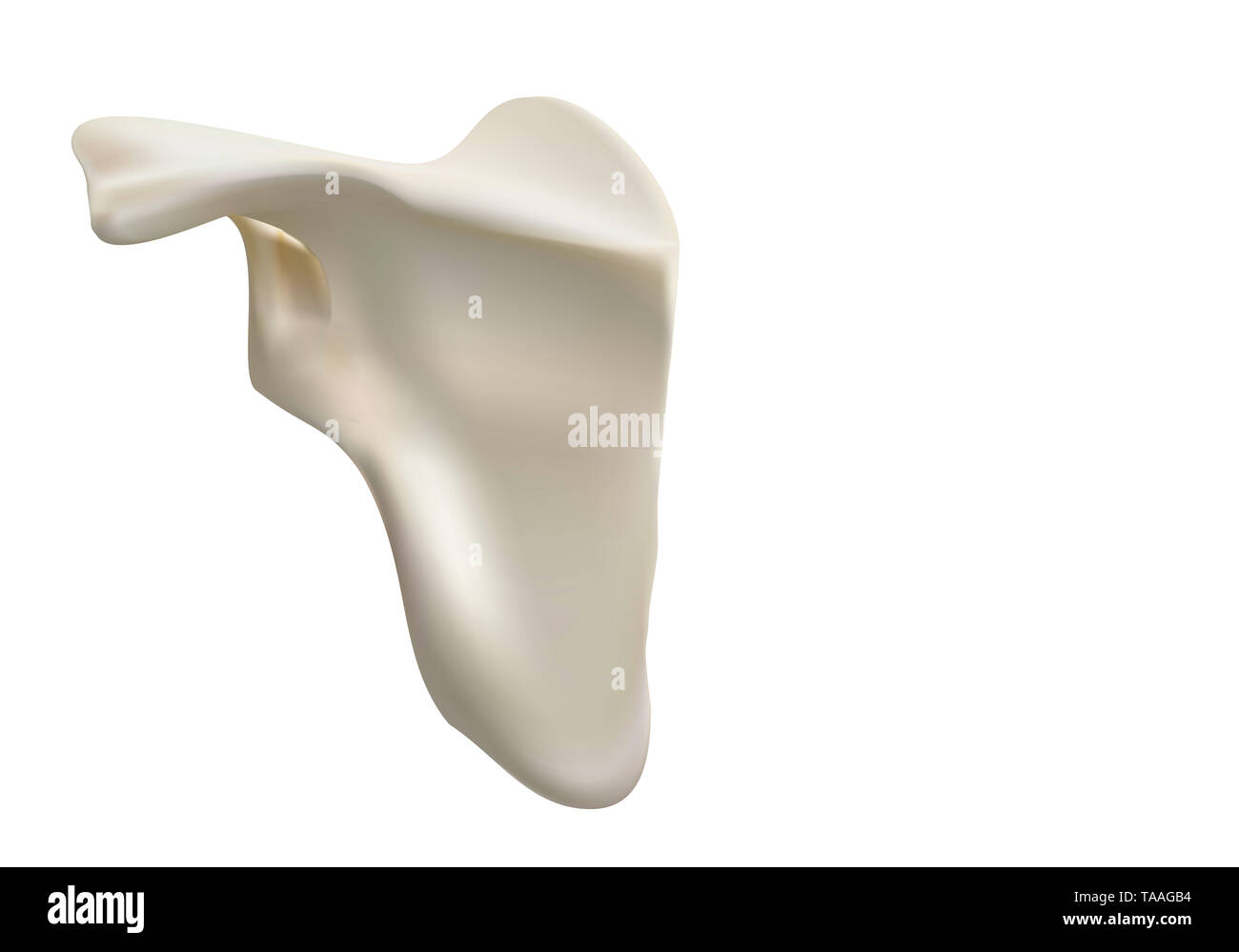 Human Collar Bone High Resolution Stock Photography and Images - Alamy