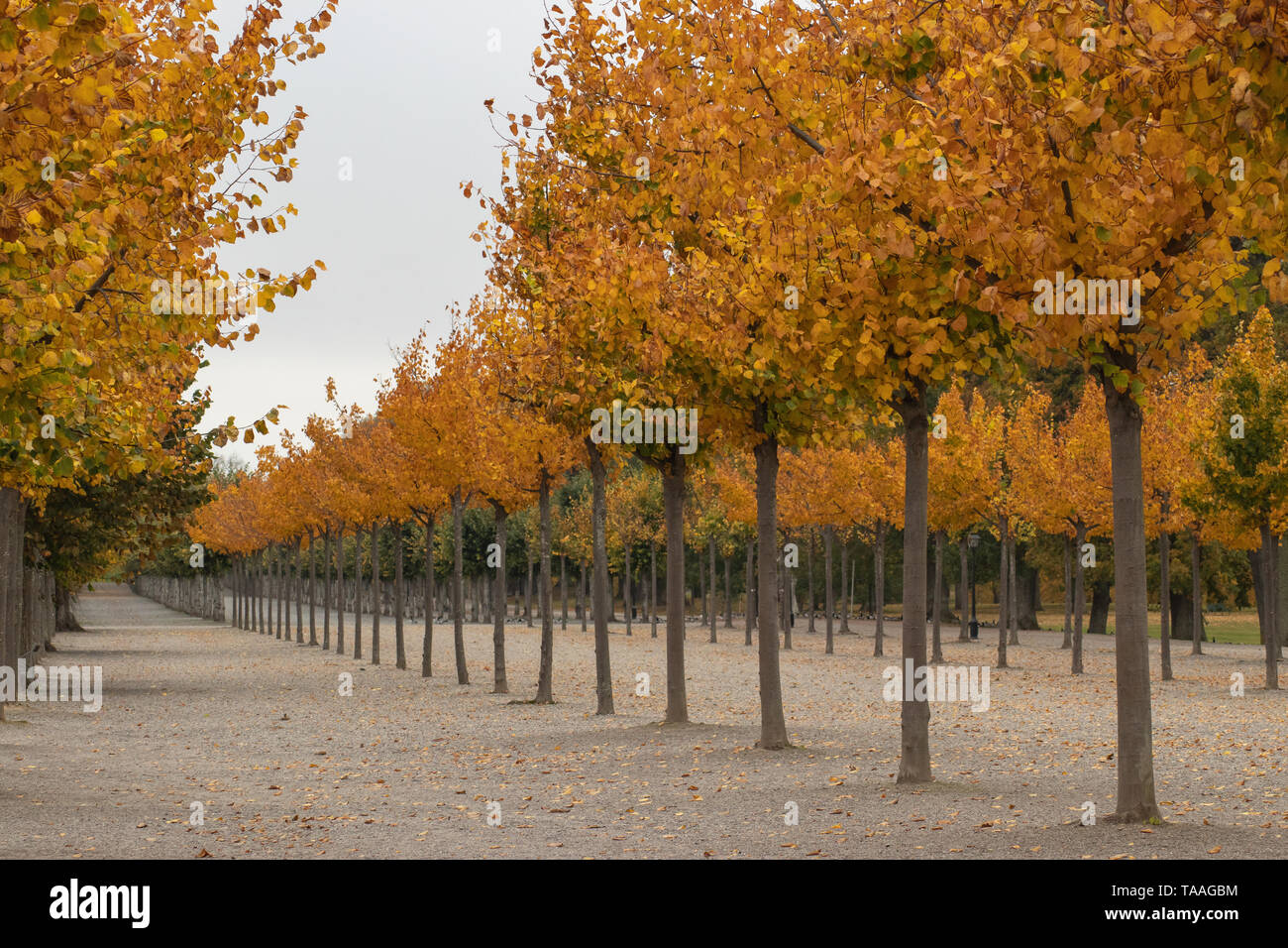 Trees in a straight line hi-res stock photography and images - Alamy