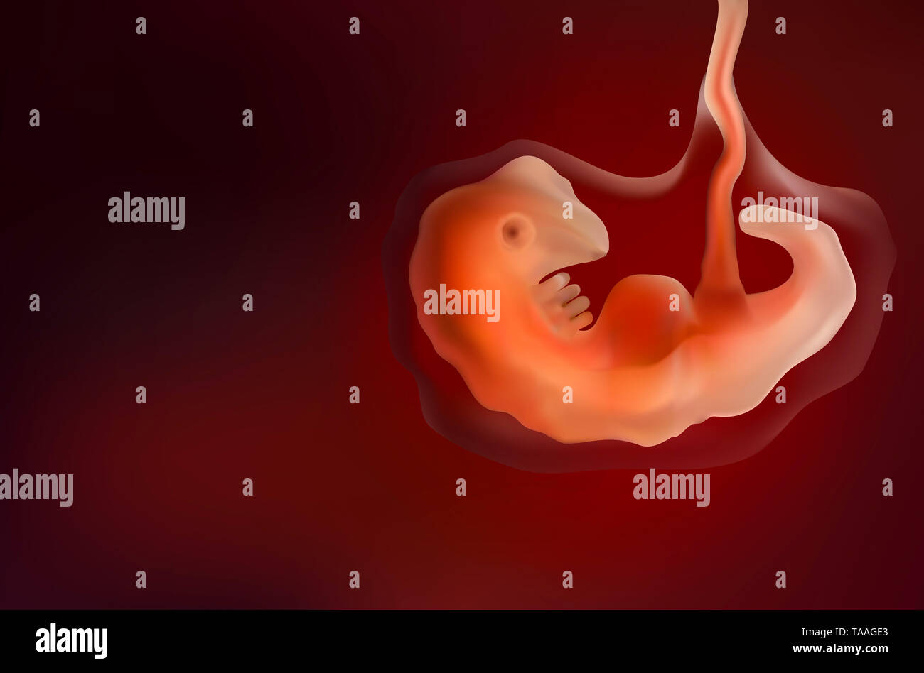 Fetus & Baby in mother's womb Fetus &As illustrated with red tones ...