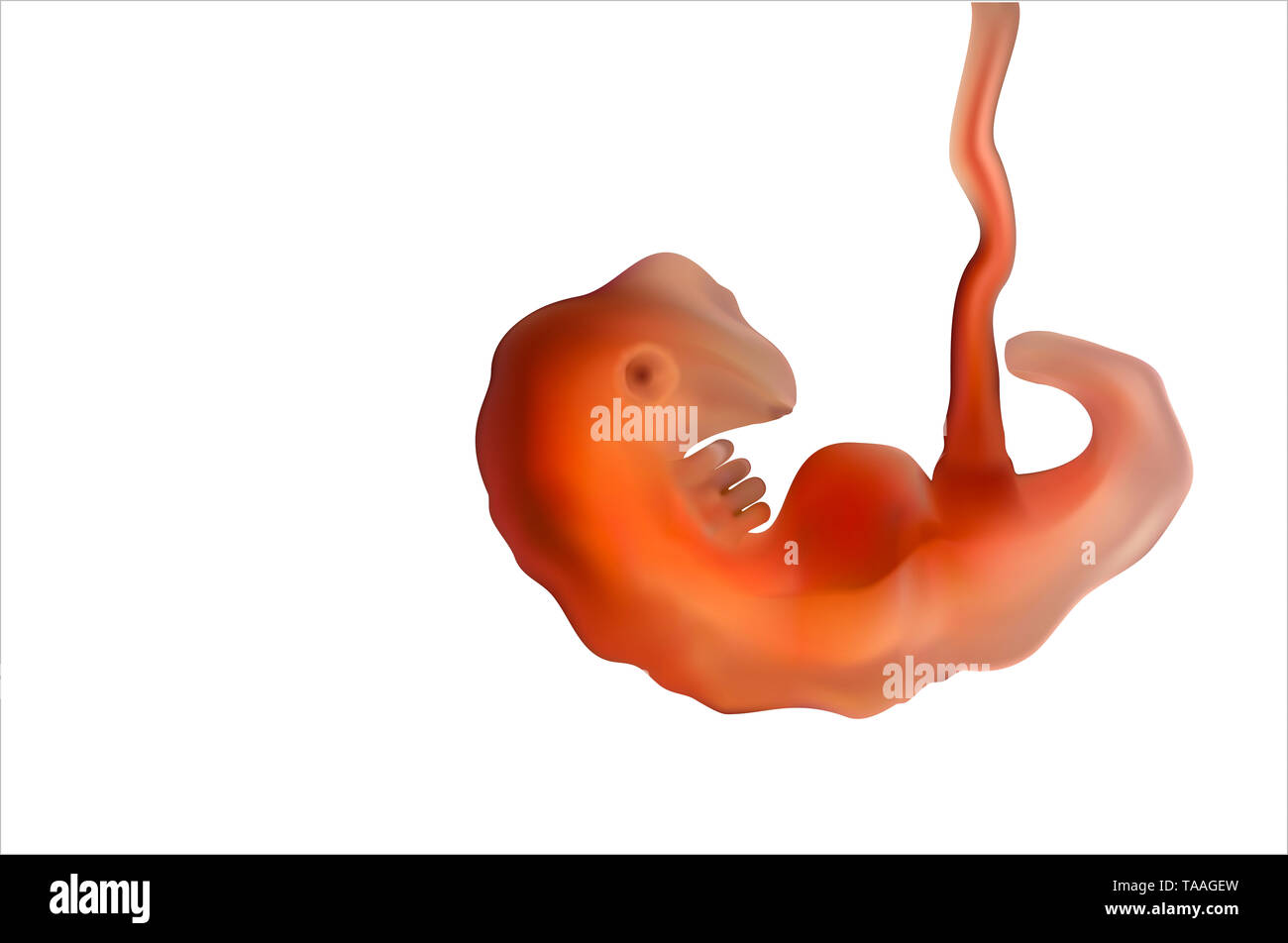 Human foetus and placenta hi-res stock photography and images - Alamy