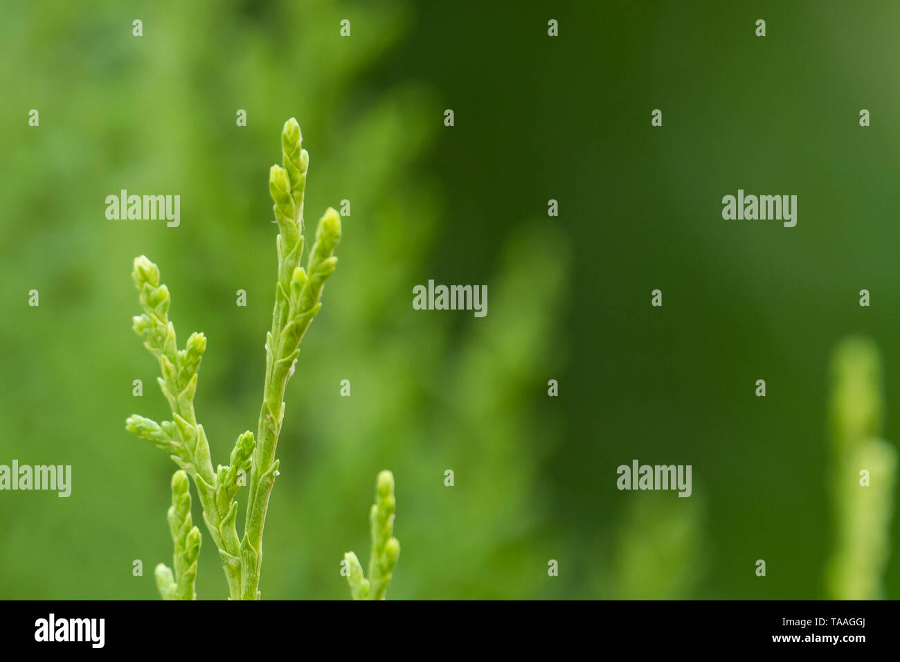 Green leaves texture background monsoon Stock Photo - Alamy