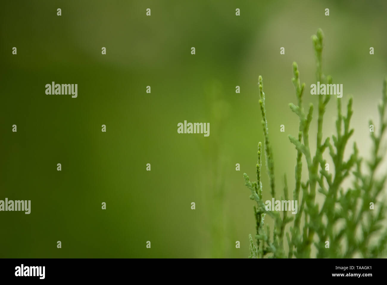 Green leaves texture background monsoon Stock Photo - Alamy