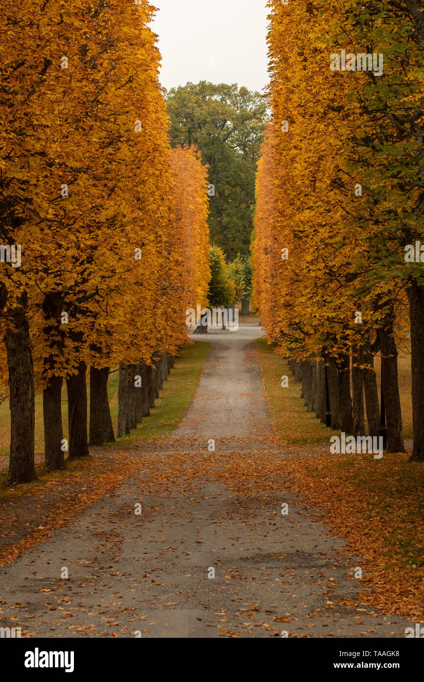 Kina tree hi-res stock photography and images - Alamy