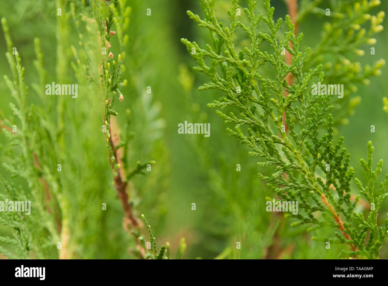 Green leaves texture background monsoon Stock Photo - Alamy