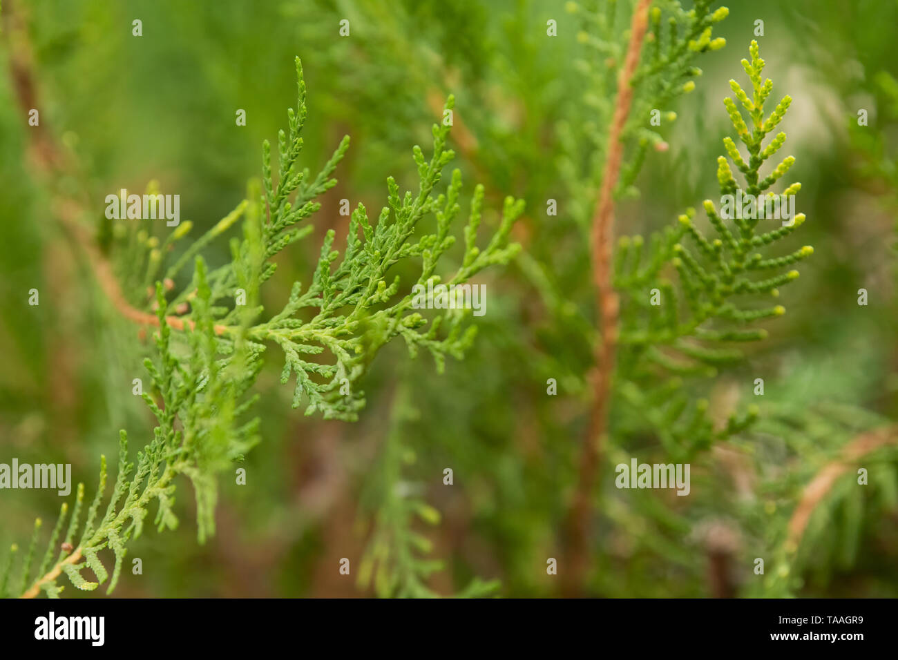 Green leaves texture background monsoon Stock Photo - Alamy