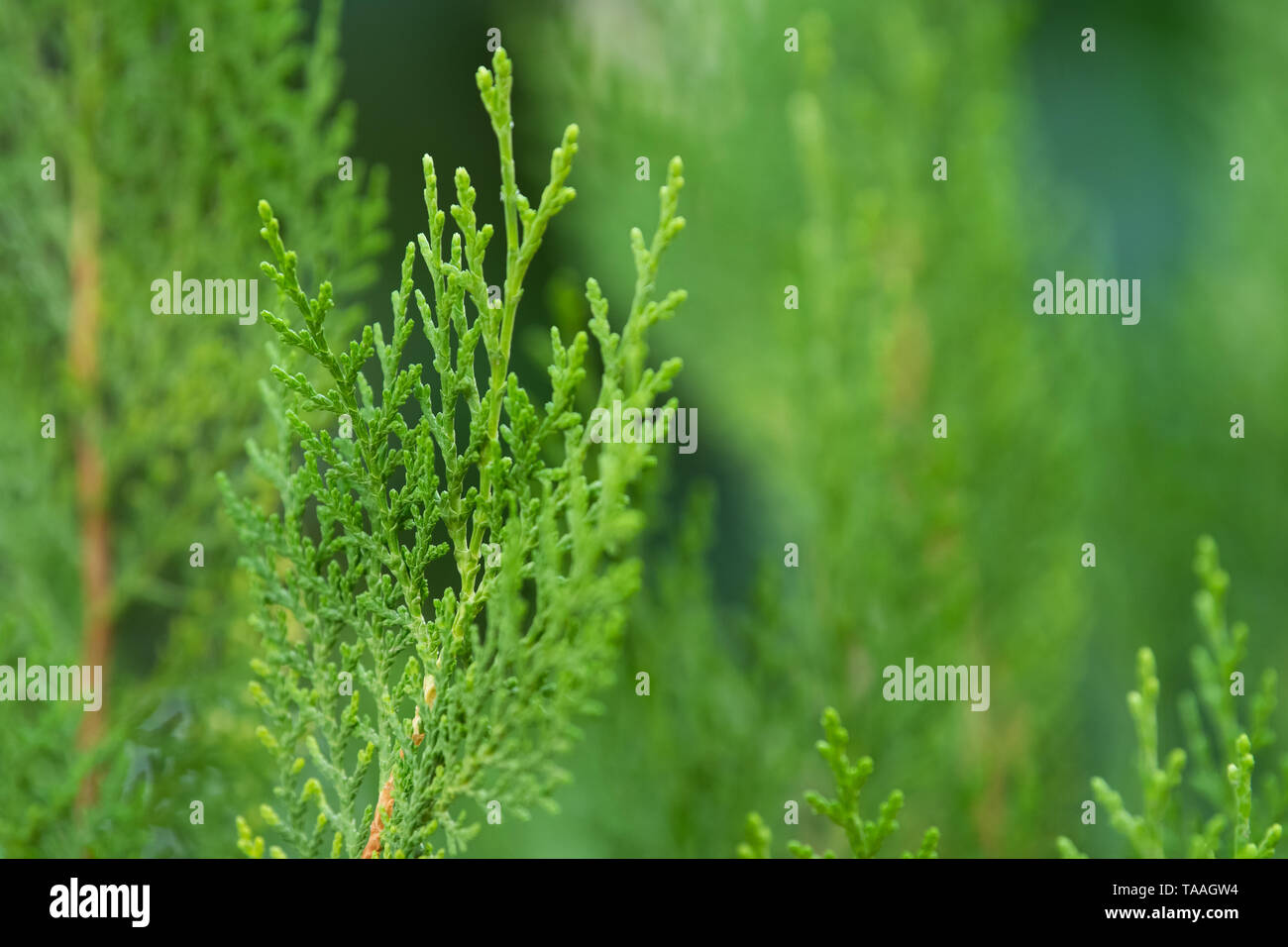 Green leaves texture background monsoon Stock Photo - Alamy