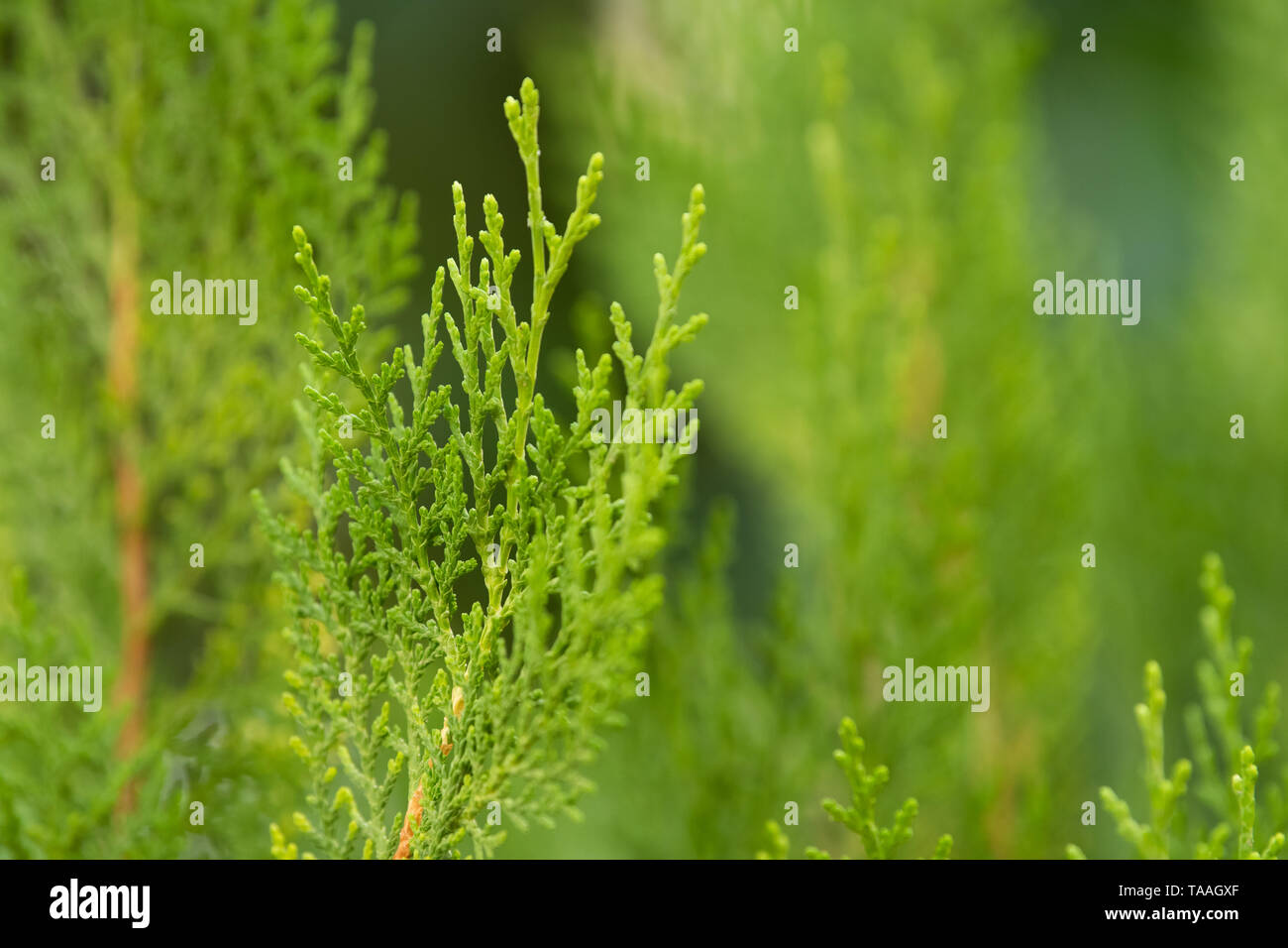 Green leaves texture background monsoon Stock Photo - Alamy