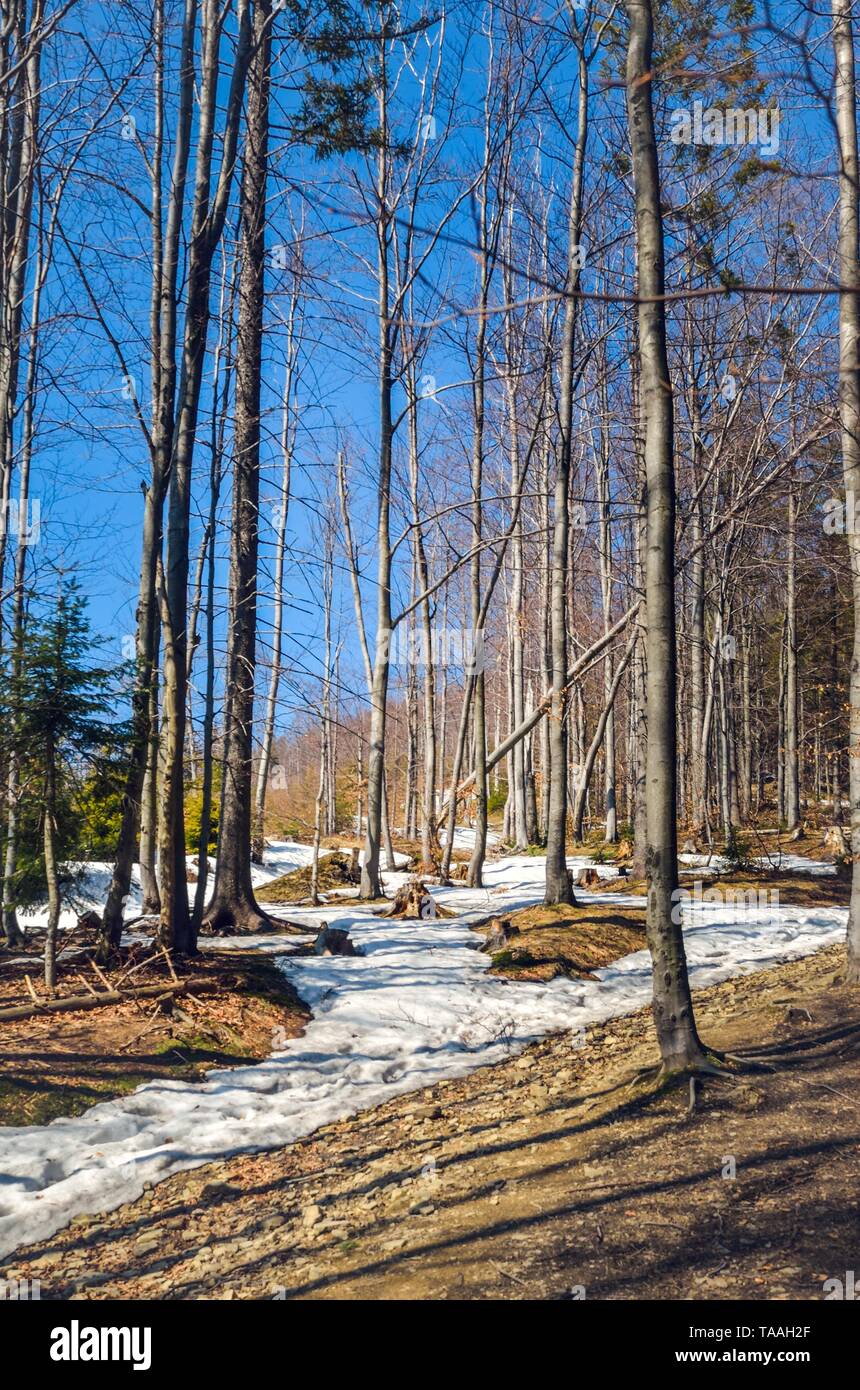 Trees without leaves spring hi-res stock photography and images - Alamy