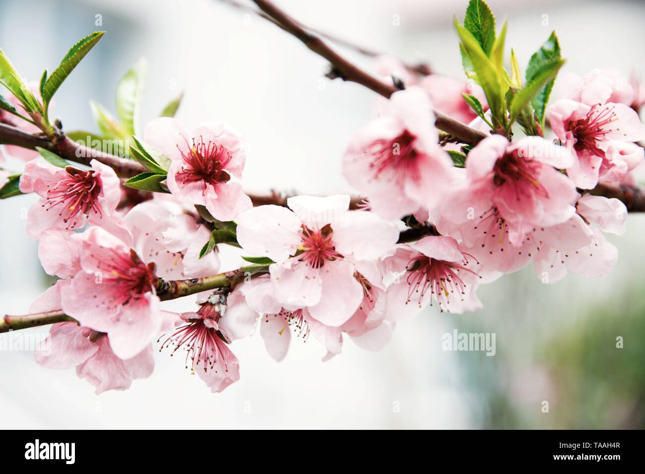 Dissolved flower hi-res stock photography and images - Alamy