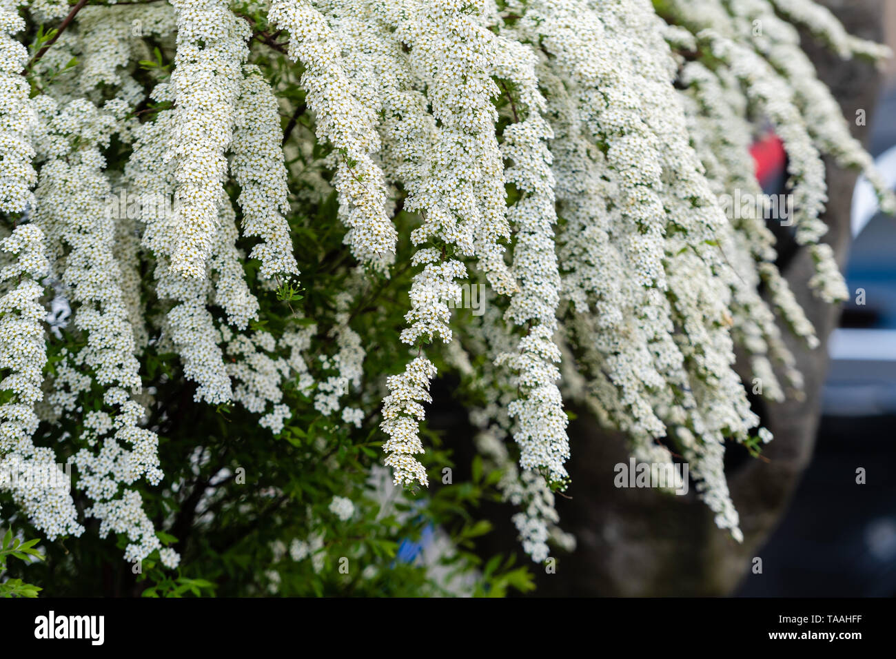 A shot of the white blossom of a decorative bush Stock Photo - Alamy