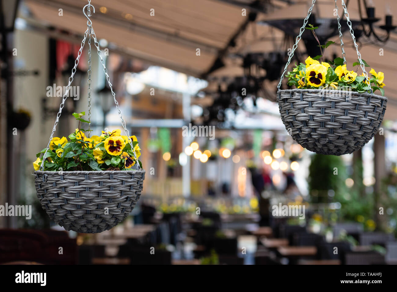 pot with colorful pansy flowers hanging in the exterior of the street ...