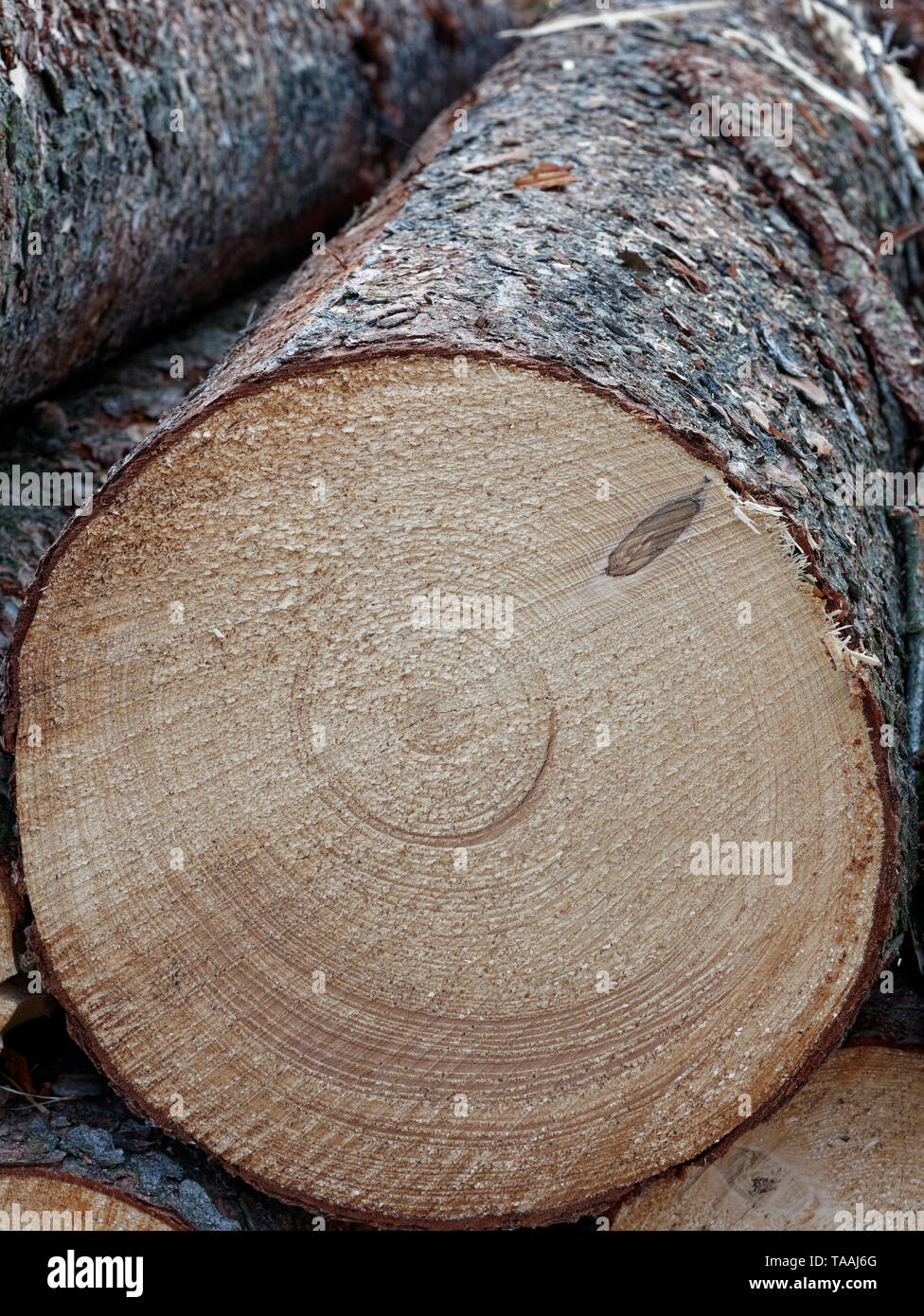 Cross section with annual rings hi-res stock photography and images - Alamy