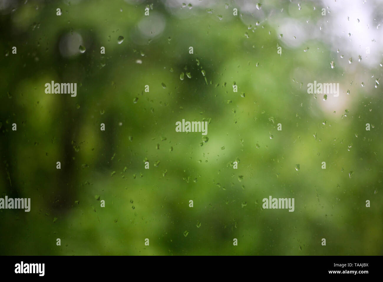 Green trees in background hi-res stock photography and images - Alamy