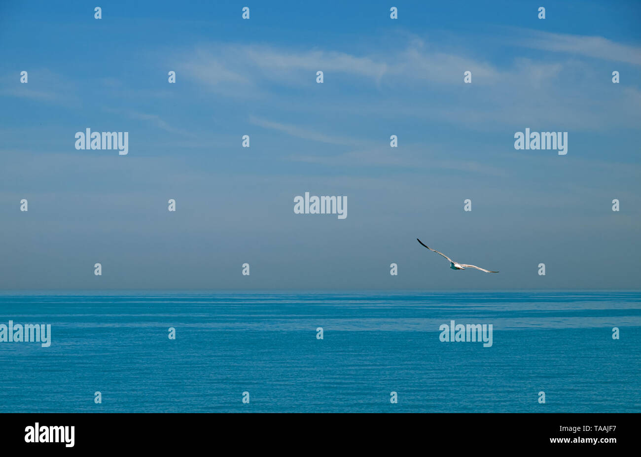 View of seagull flying away to the horizon line on seamless sea and sky ...