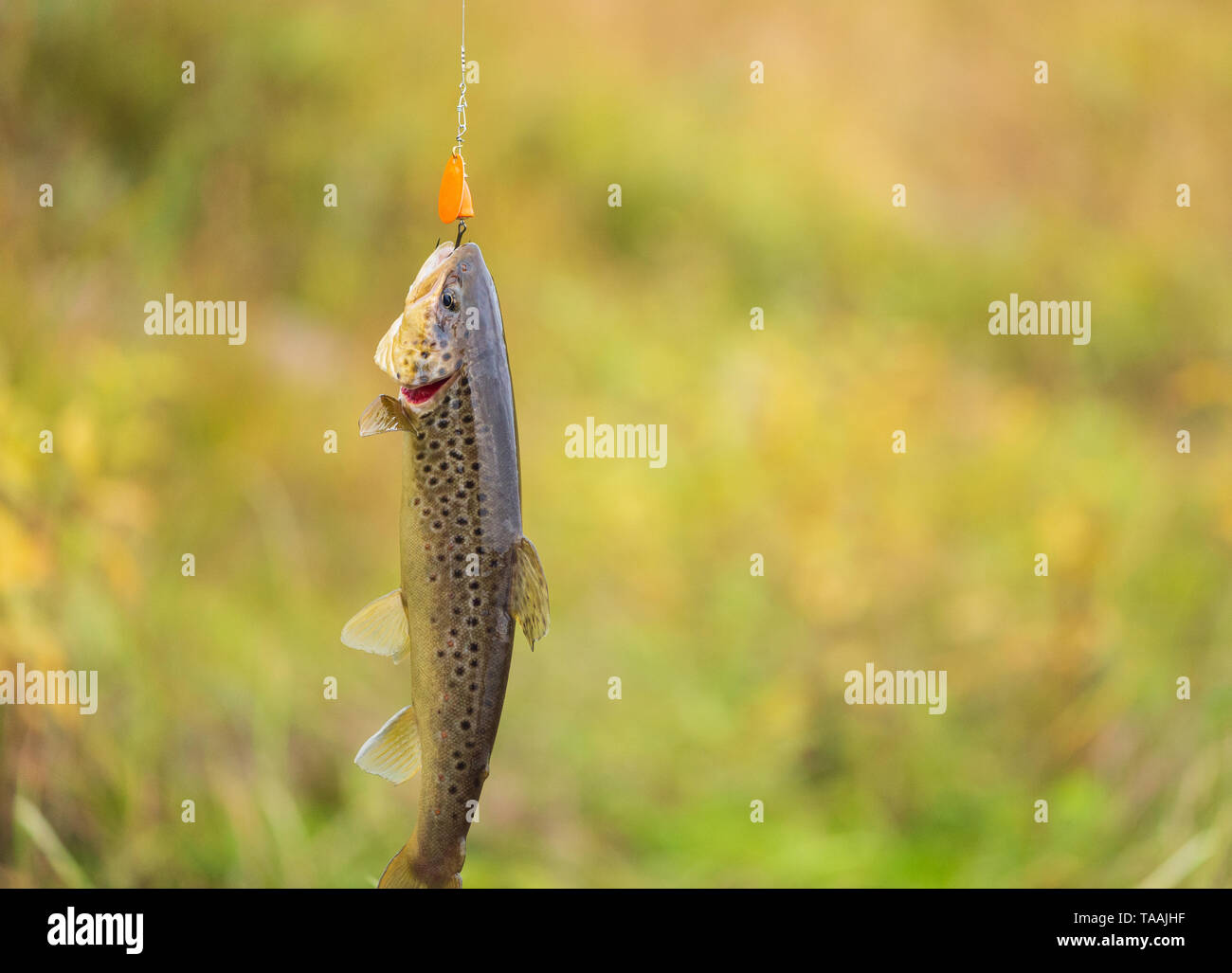 Eastern salmon pond hi-res stock photography and images - Alamy