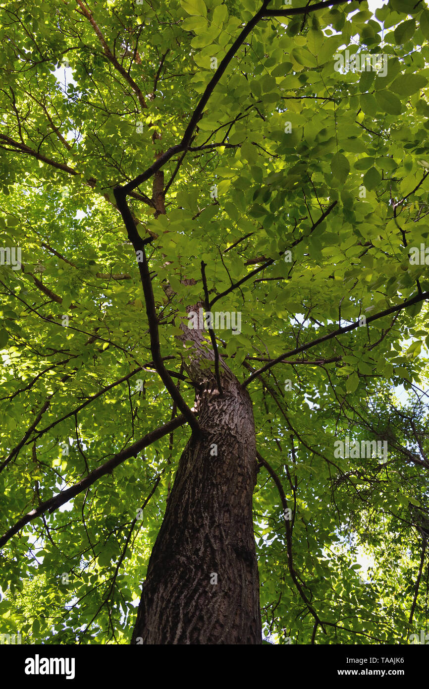 Juglans tree hi-res stock photography and images - Alamy