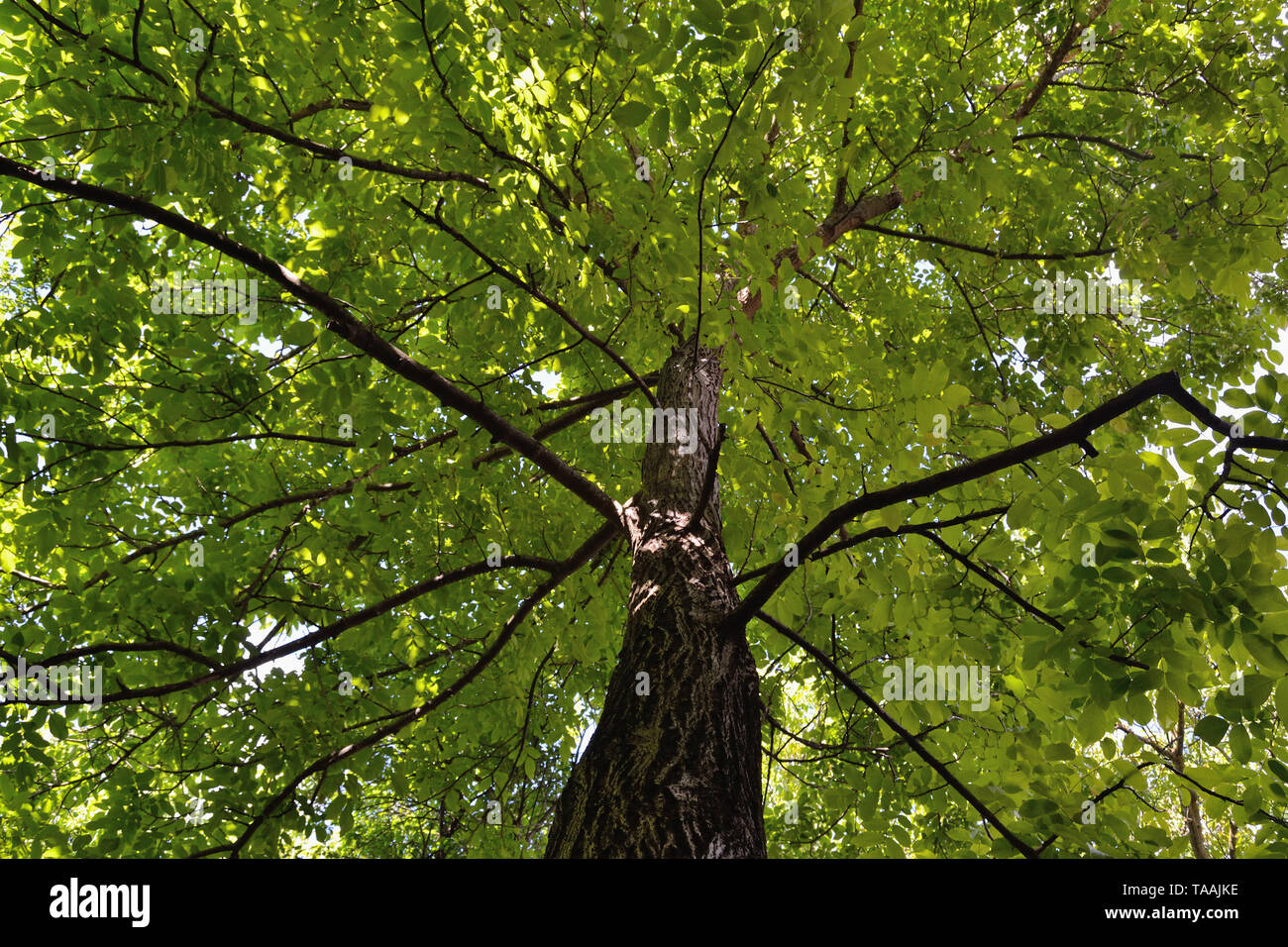 Walnut tree in spring, Juglans Stock Photo - Alamy