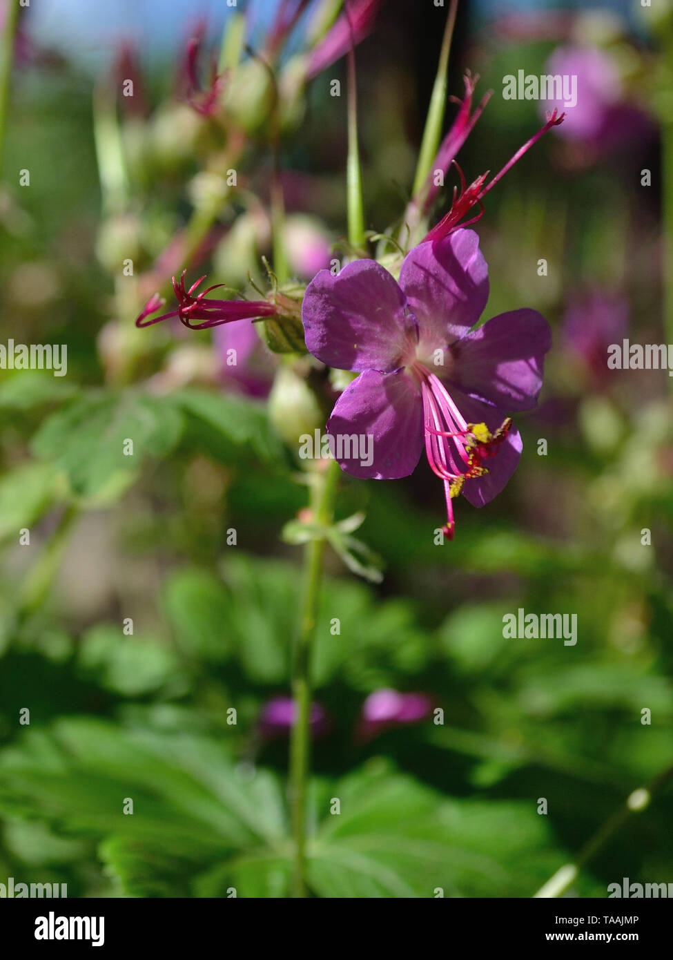 Purple flowers bigroot geranium macrorrhizum Stock Photo - Alamy