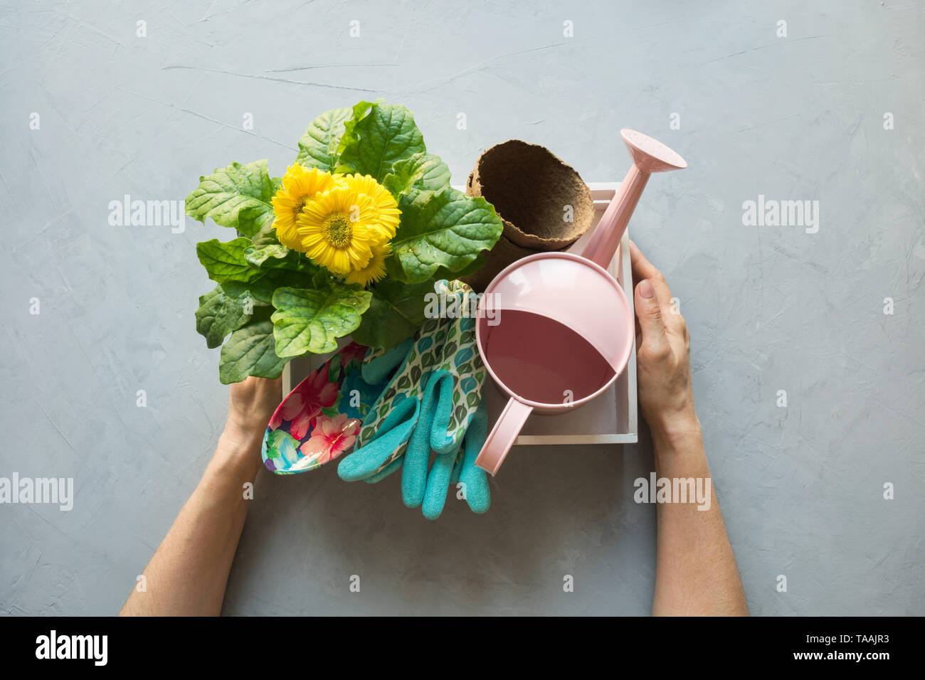 Potted Gerbera Stock Photos & Potted Gerbera Stock Images - Alamy