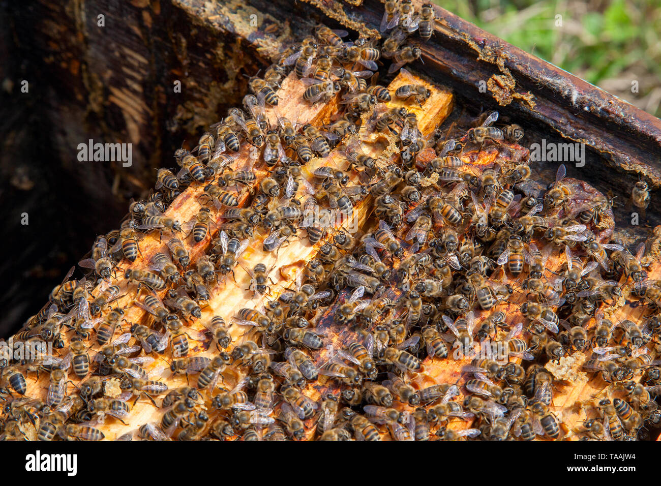 Frames of a beehive. Close up view of the opened hive body showing the ...