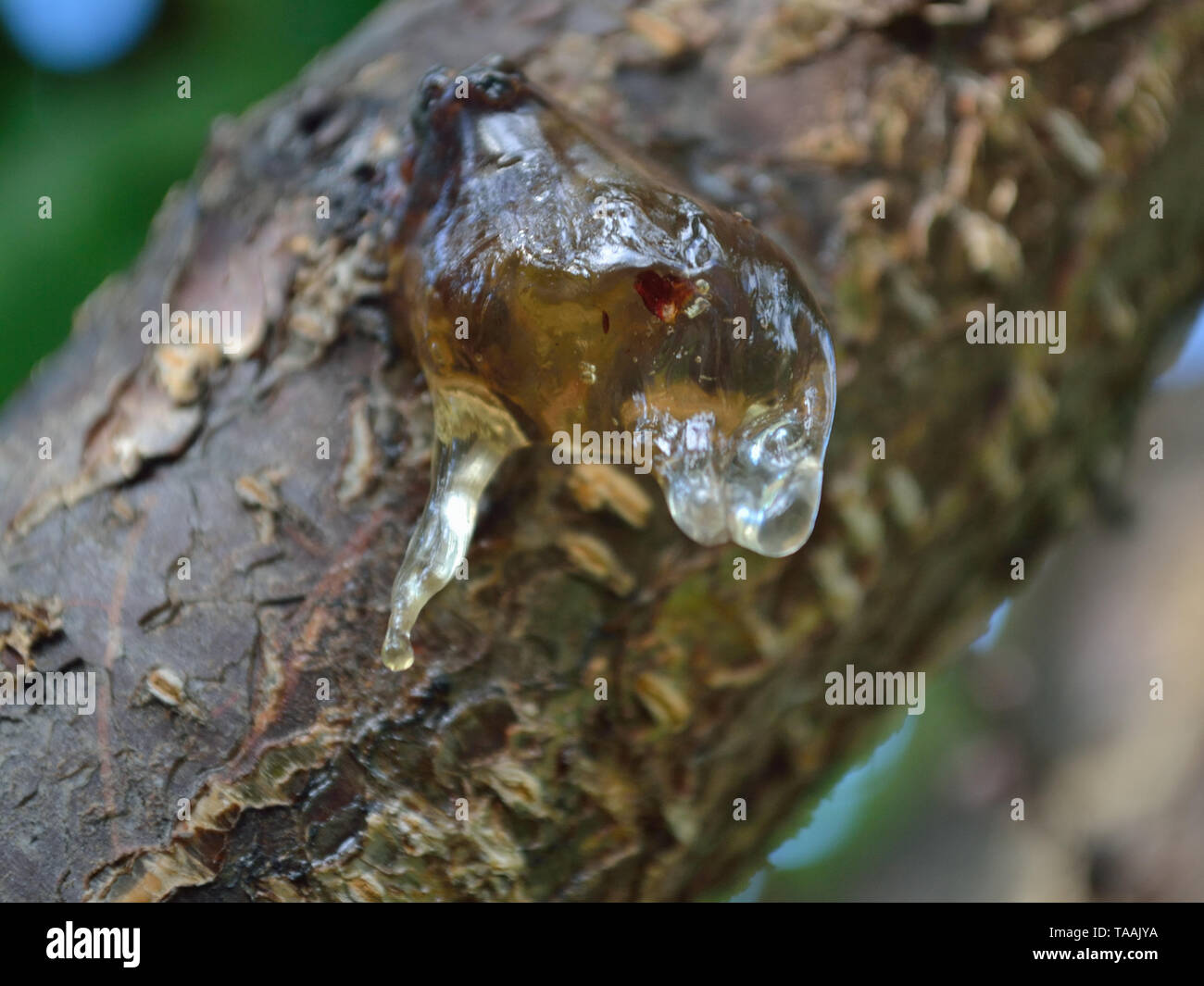 Resin on tree Stock Photo - Alamy