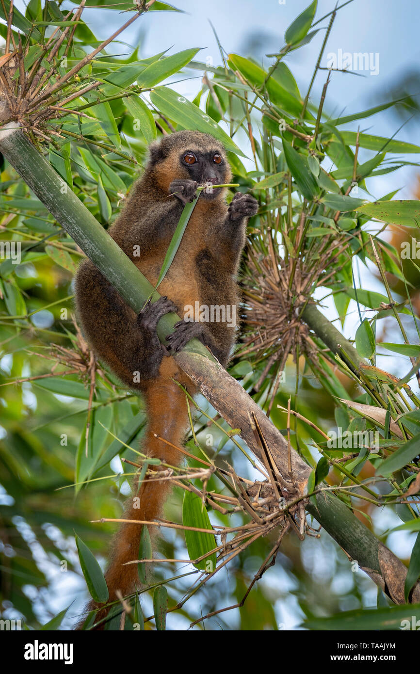 The eastern lesser bamboo lemur (Hapalemur griseus), also known as the ...