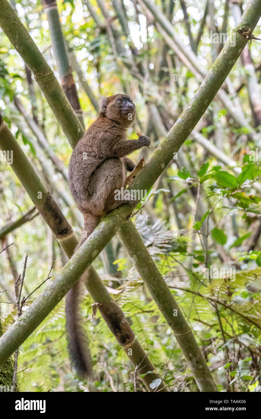 The eastern lesser bamboo lemur (Hapalemur griseus), also known as the ...