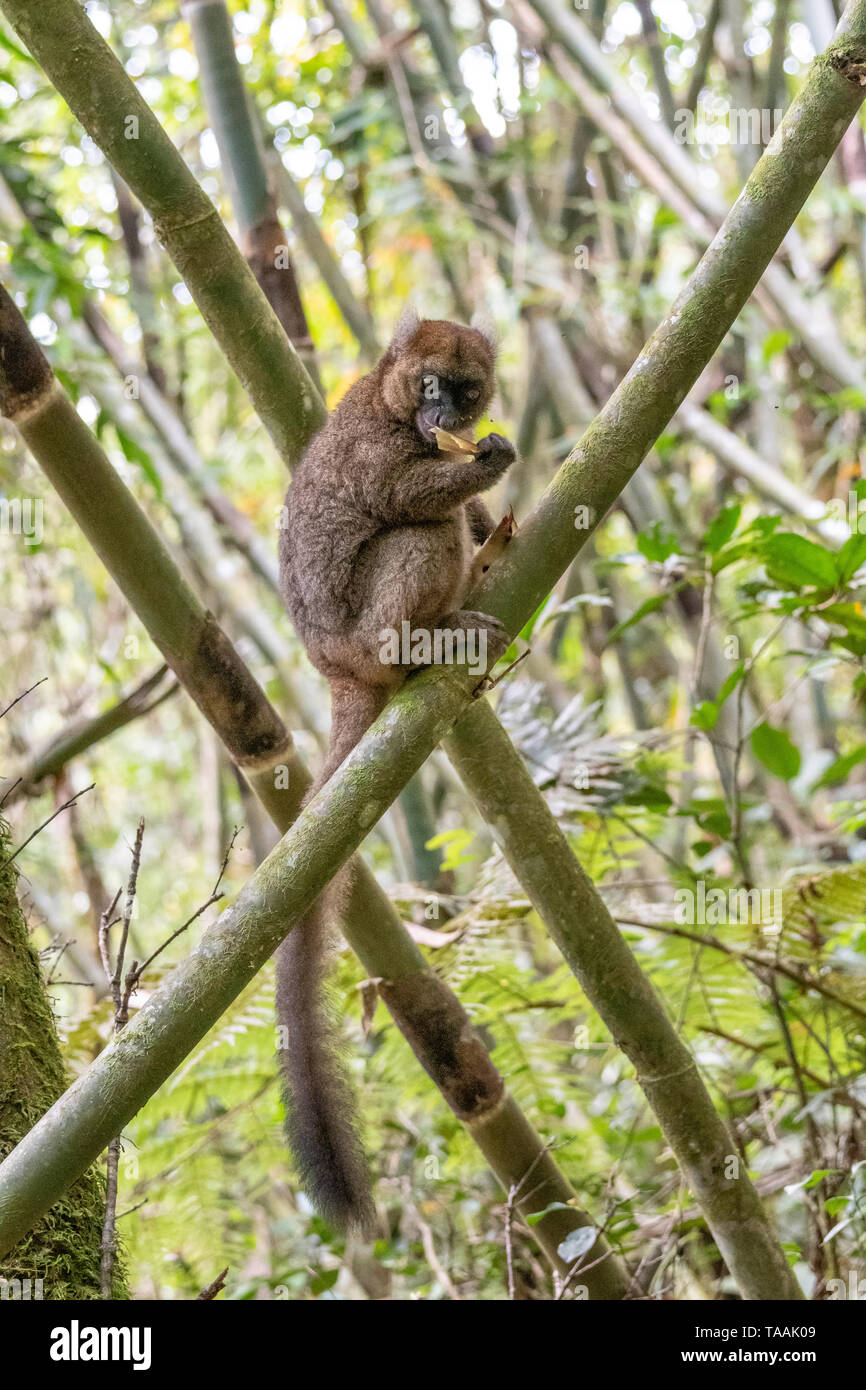 Eastern gray bamboo lemur hi-res stock photography and images - Alamy