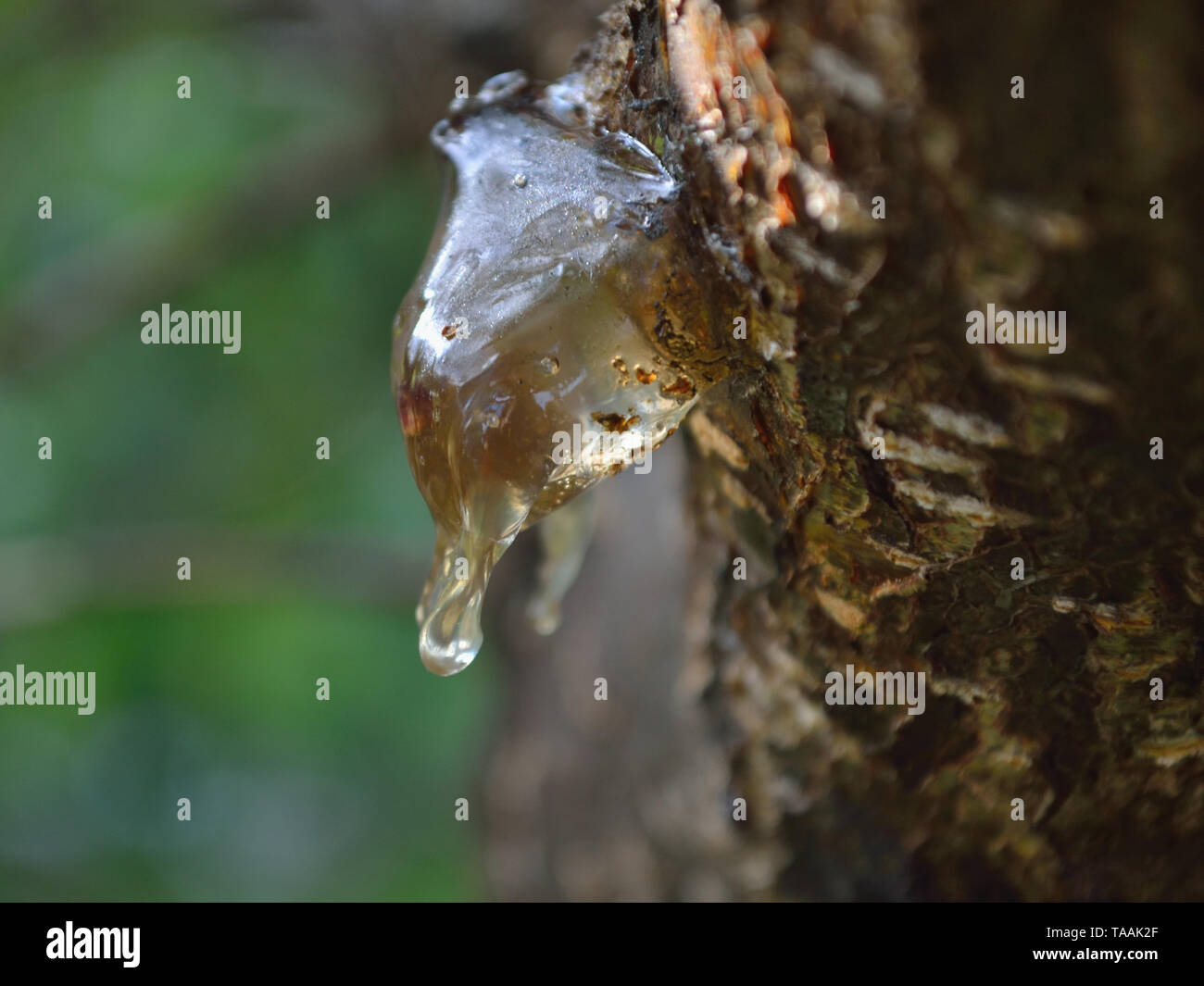 Amber tree hi-res stock photography and images - Alamy