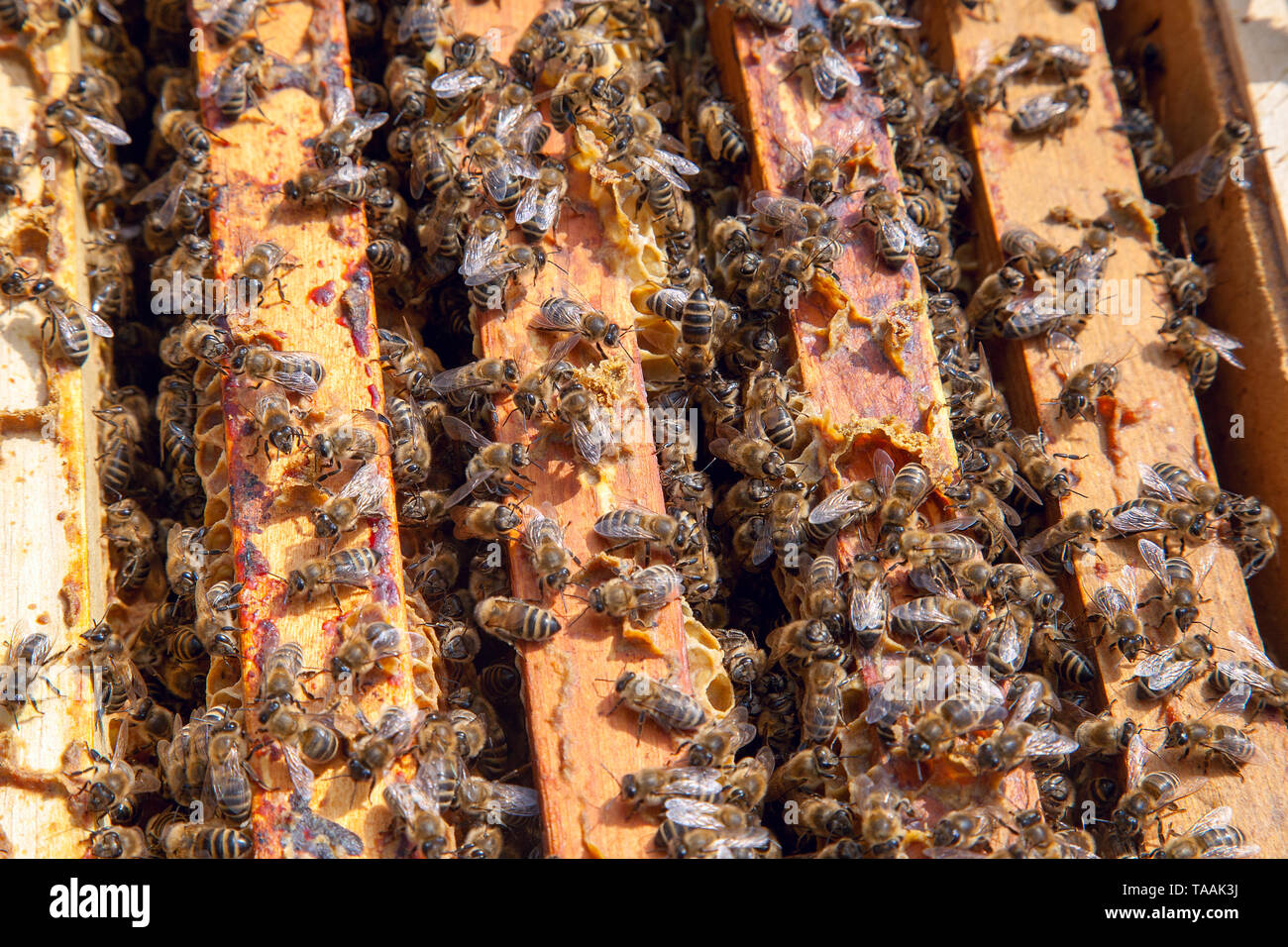 Frames of a beehive. Close up view of the opened hive body showing the ...