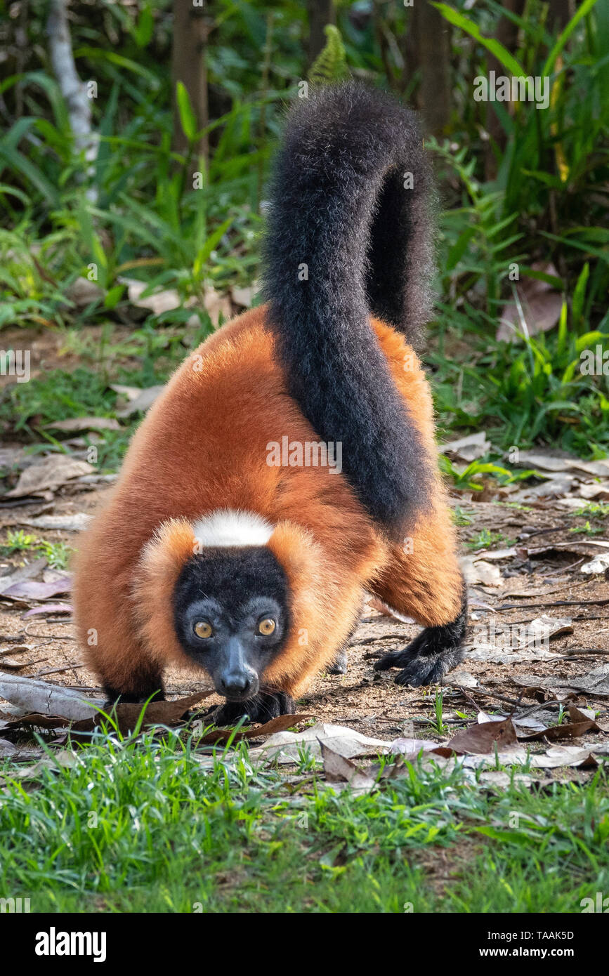 The red ruffed lemur (Varecia rubra) is an endangered species of ruffed ...
