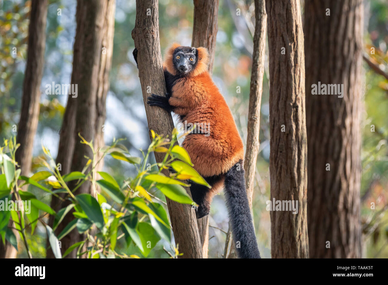 The red ruffed lemur (Varecia rubra) is an endangered species of ruffed ...