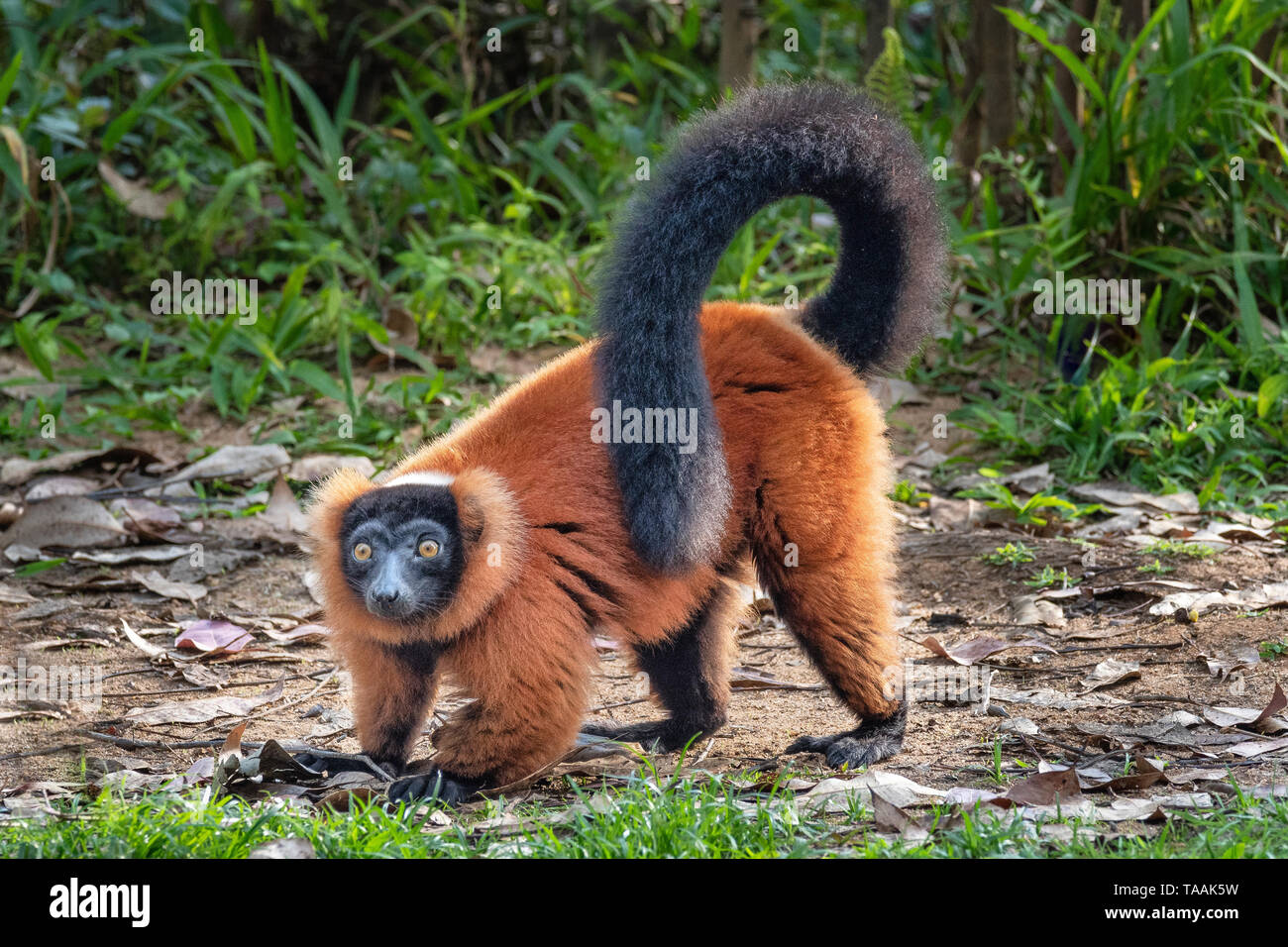 The red ruffed lemur (Varecia rubra) is an endangered species of ruffed ...
