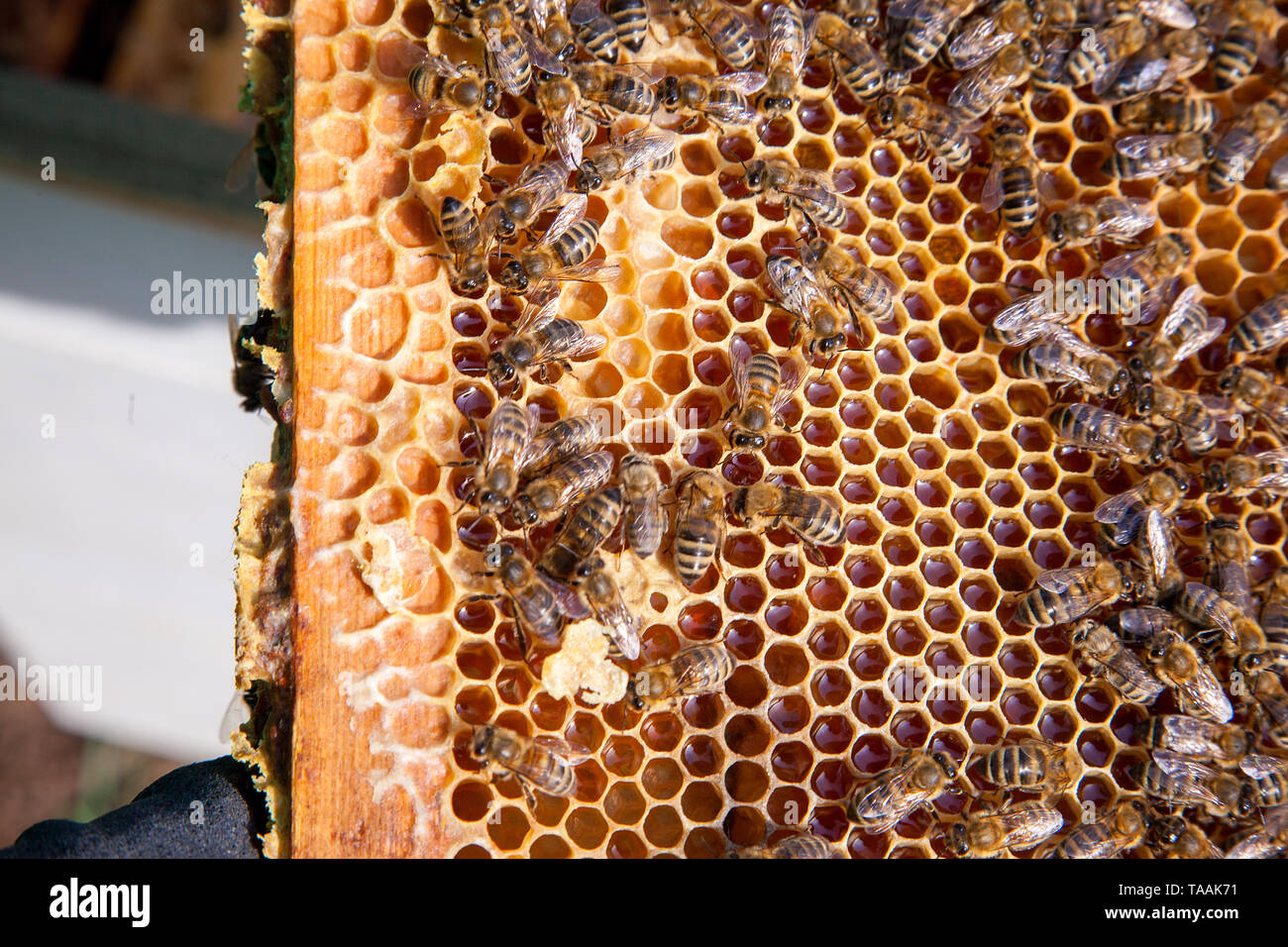 Frames of a beehive. Busy bees inside the hive with open and sealed ...