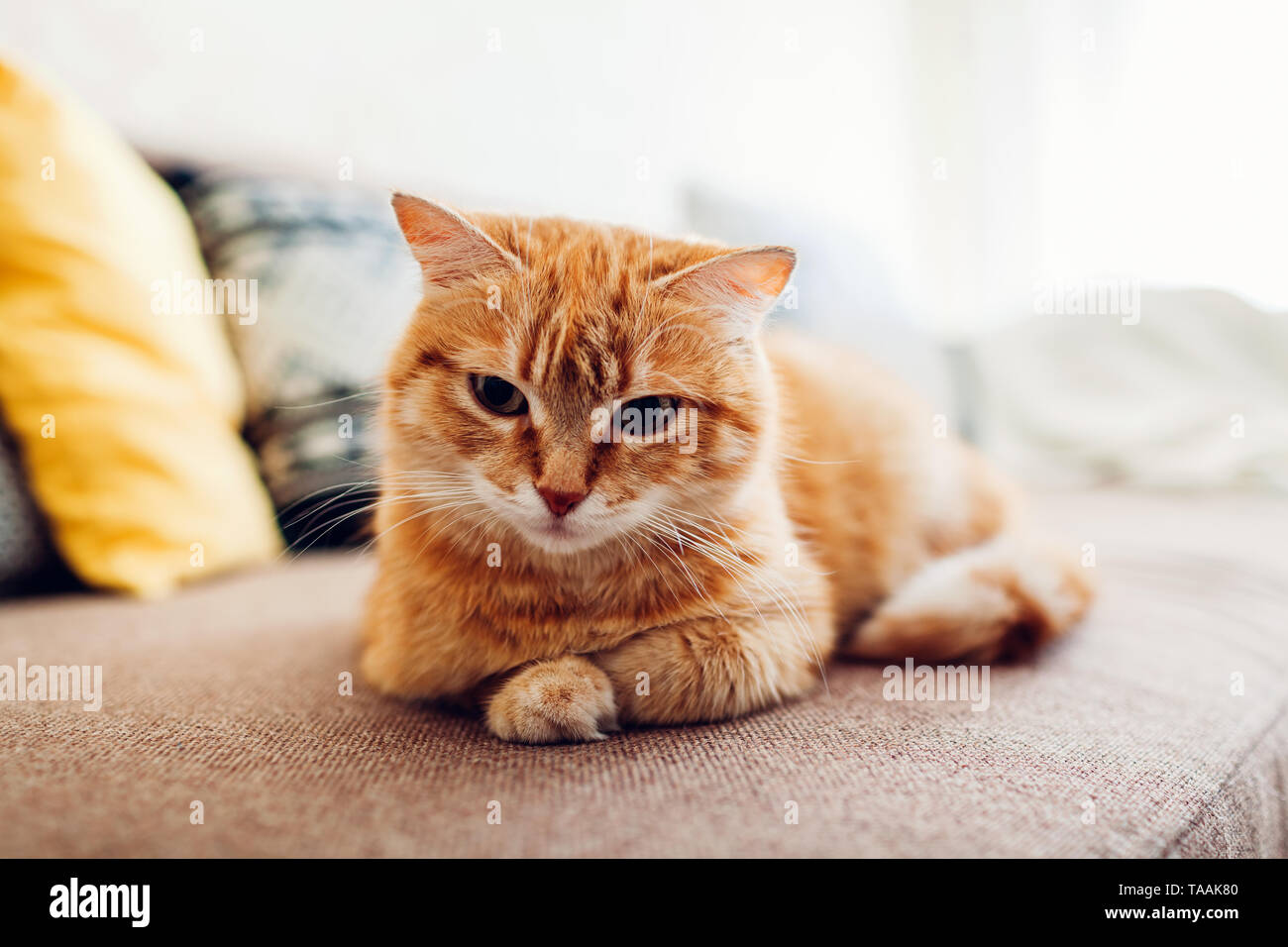 Ginger cat lying on couch in living room. Sleepy pet relaxing at home ...