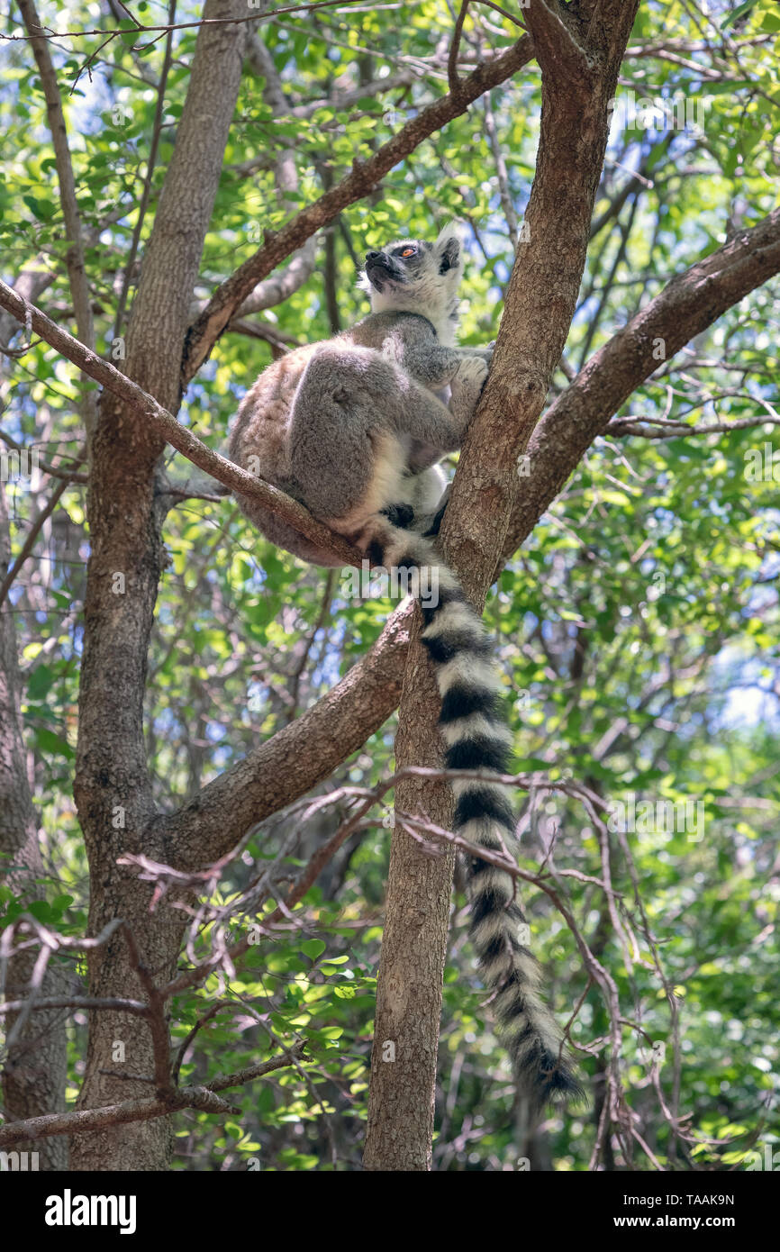 The ring-tailed lemur (Lemur catta) is a large strepsirrhine primate ...